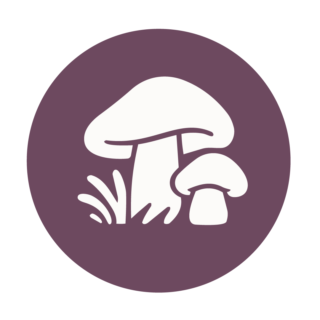 Medicinal Mushroom Extracts – Borvo Nutrients